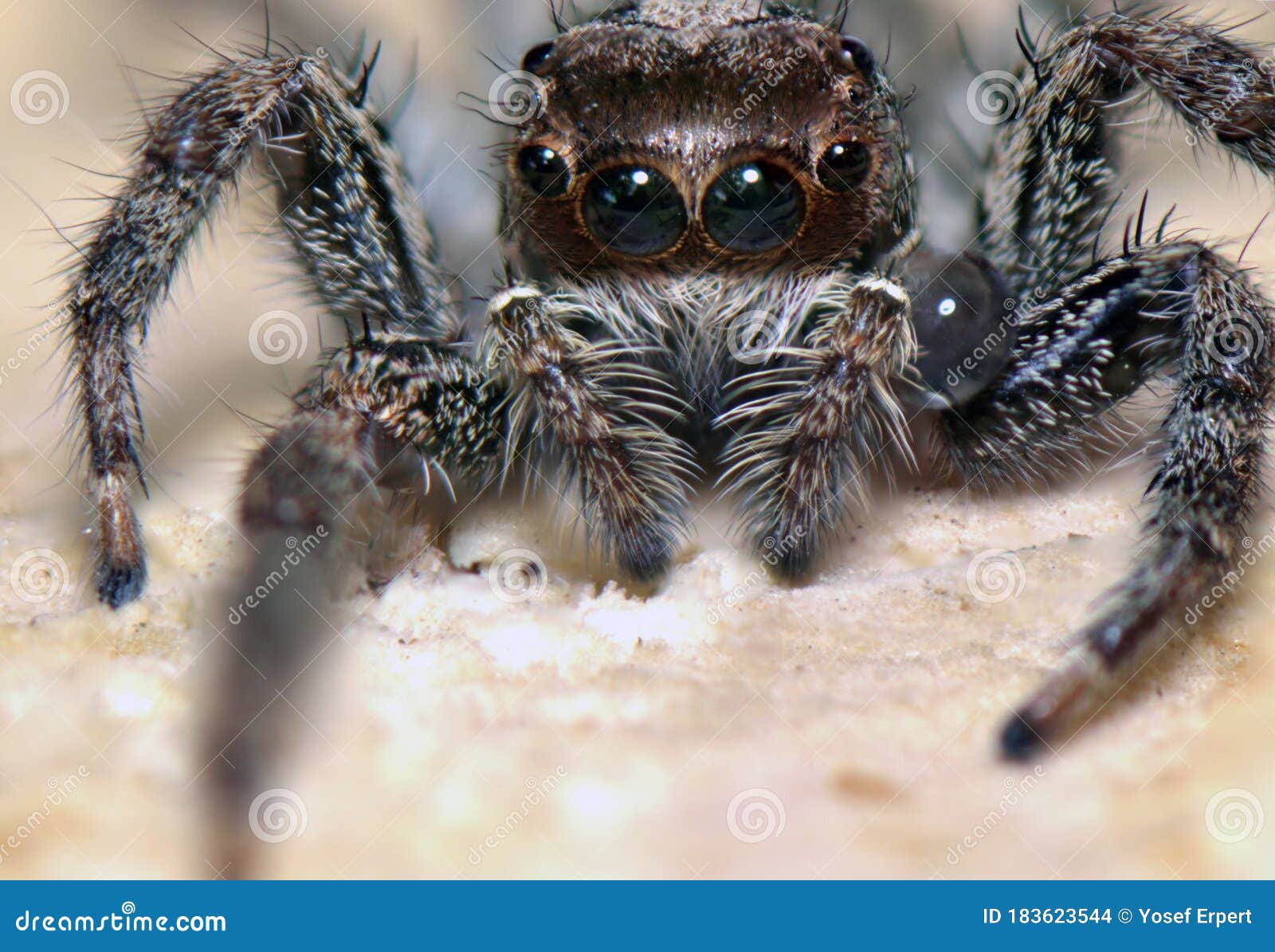Spider predatory insect stock photo. Image of macro - 183623544