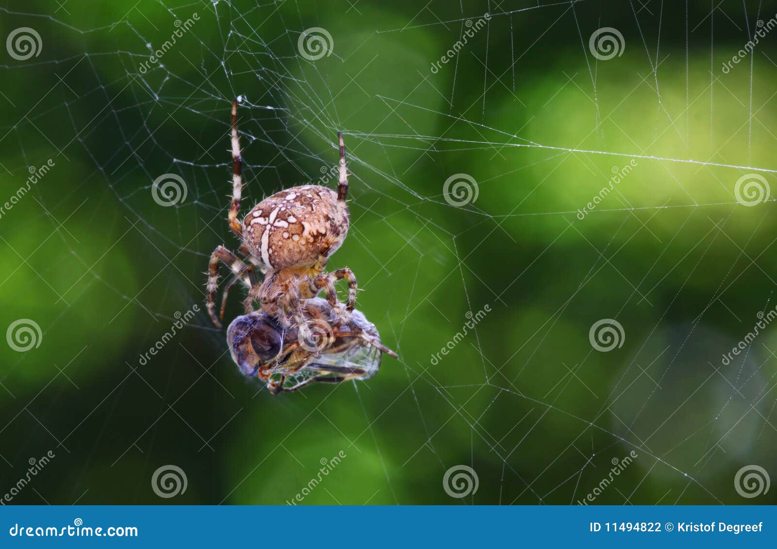 Spider With Prey Royalty-Free Stock Image | CartoonDealer.com #11494822