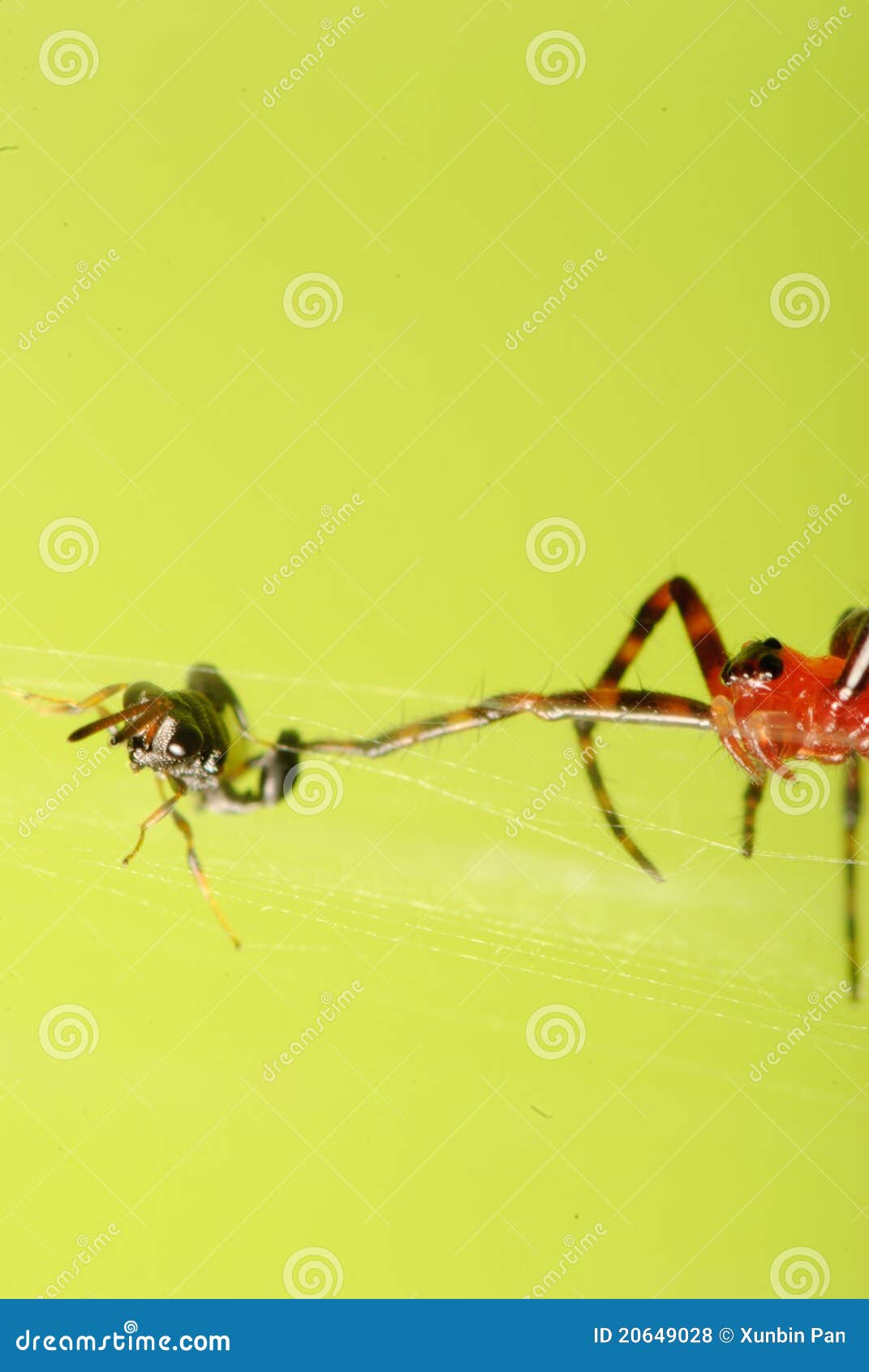 Spider prey stock photo. Image of brown, prey, insect - 20649028