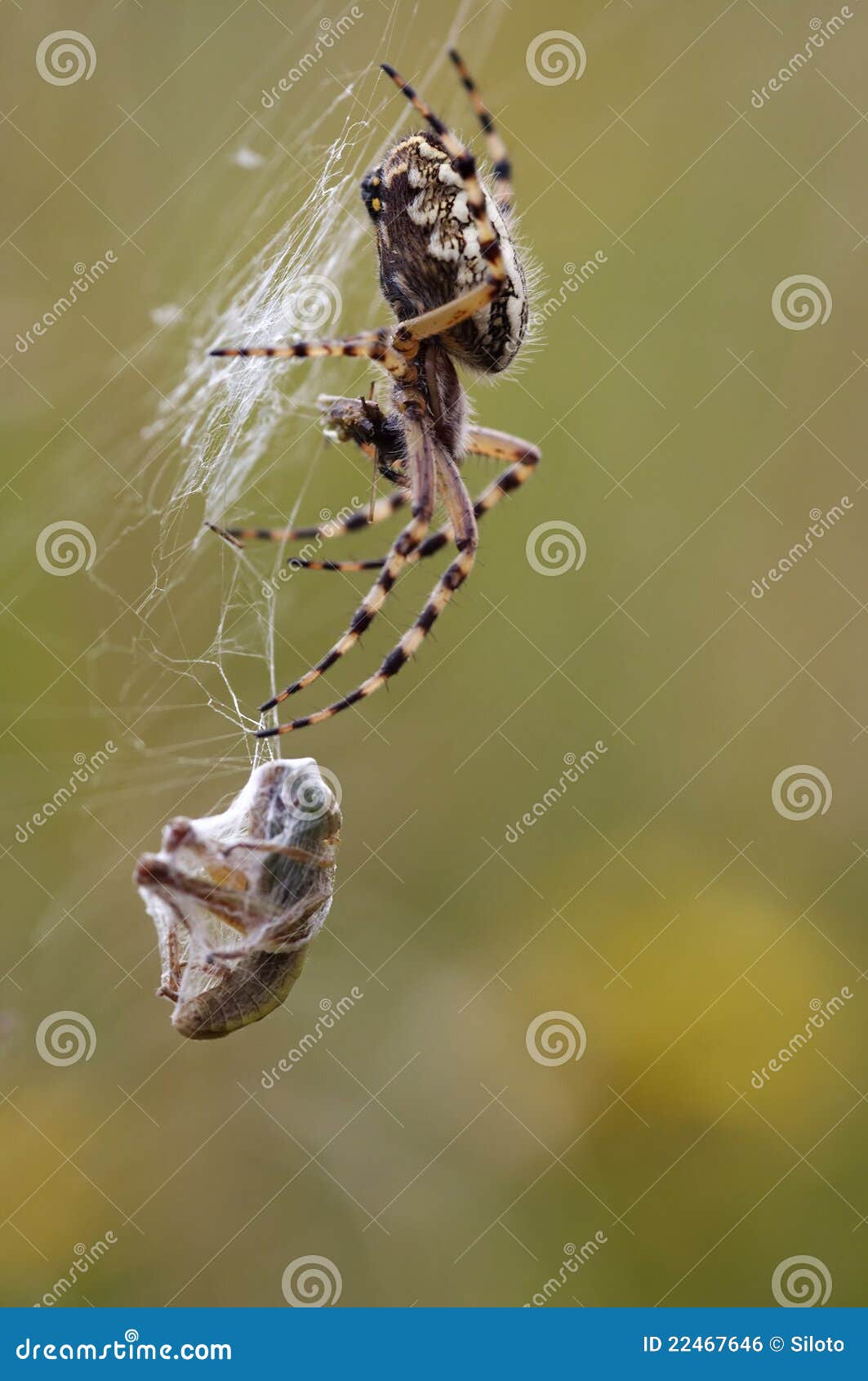 Spider prey stock photo. Image of victim, cross, cobweb - 22467646