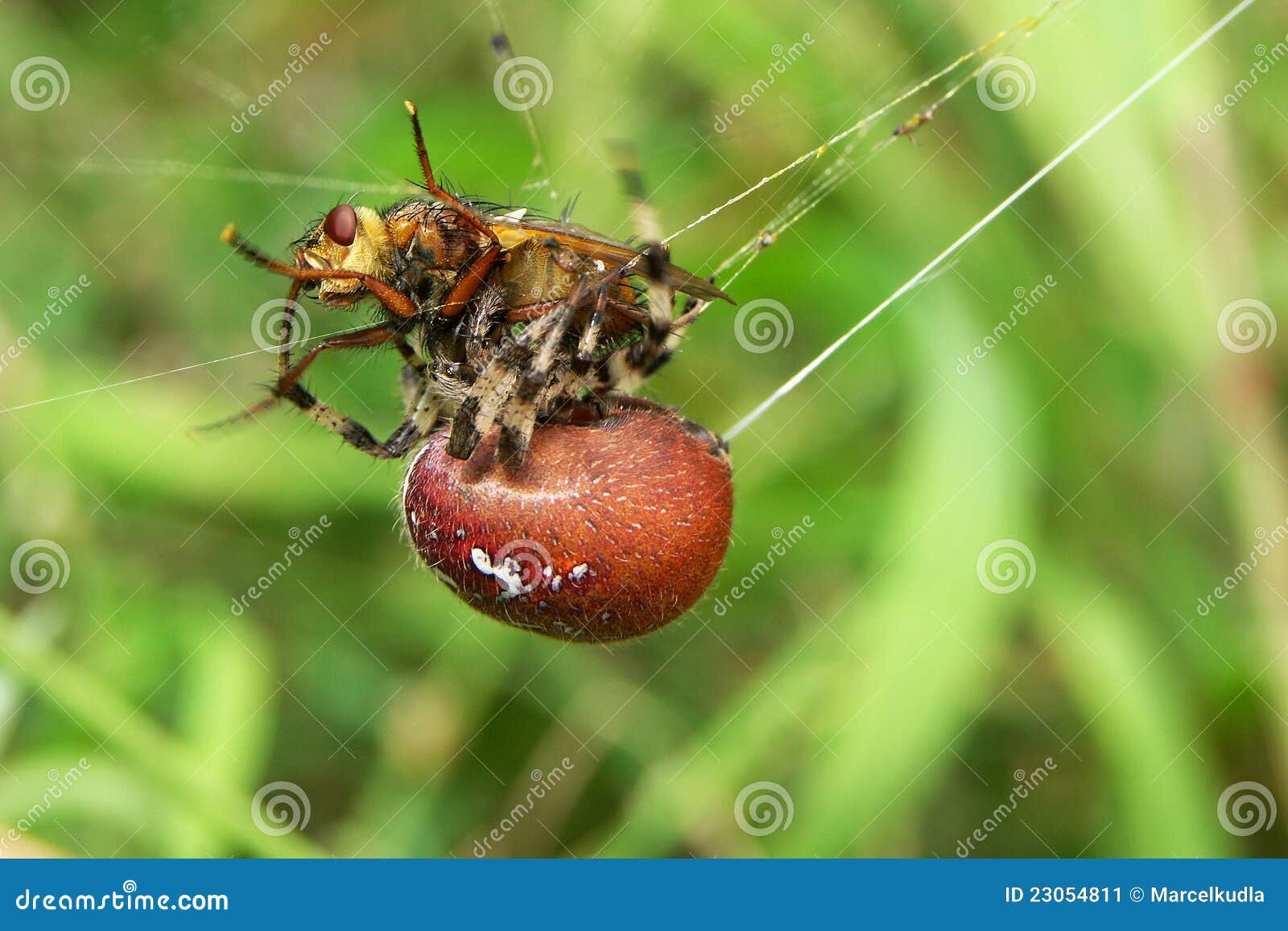 Spider with prey stock image. Image of assault, animal - 23054811