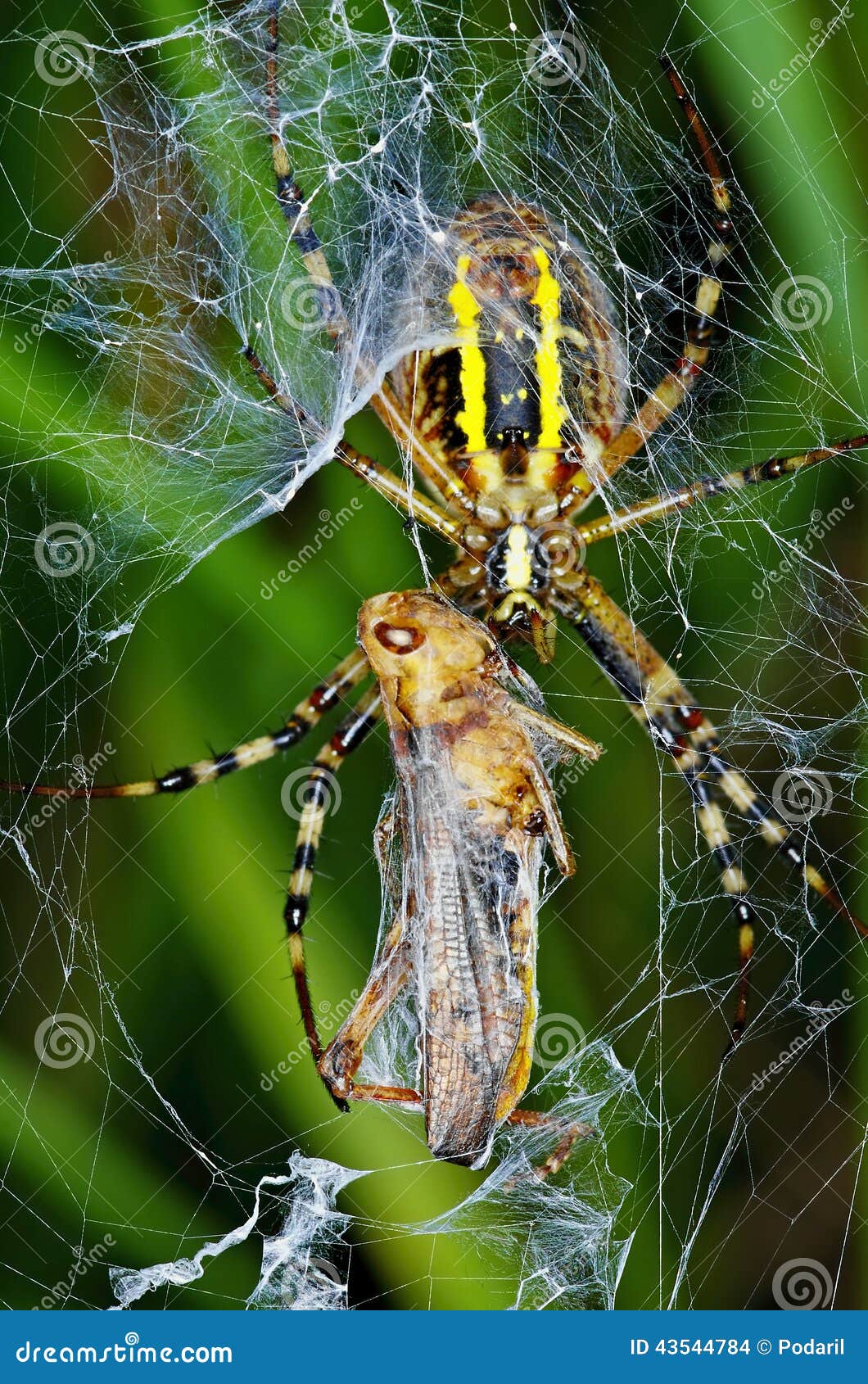 Spider prey stock photo. Image of cobweb, prey, insect - 43544784