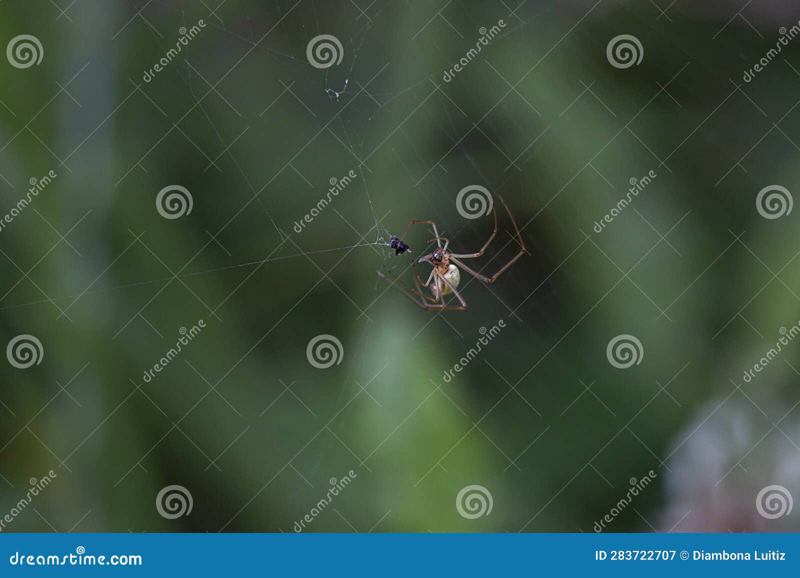 The spider and the prey stock image. Image of arthropod - 283722707