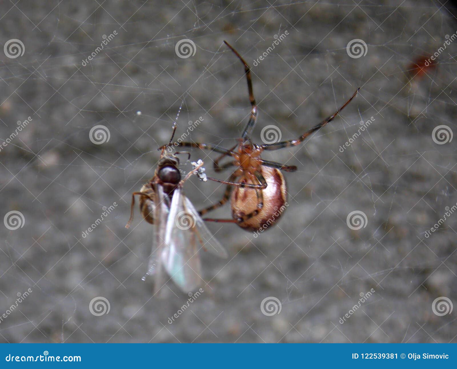 Spider and prey stock image. Image of nature, spider - 122539381