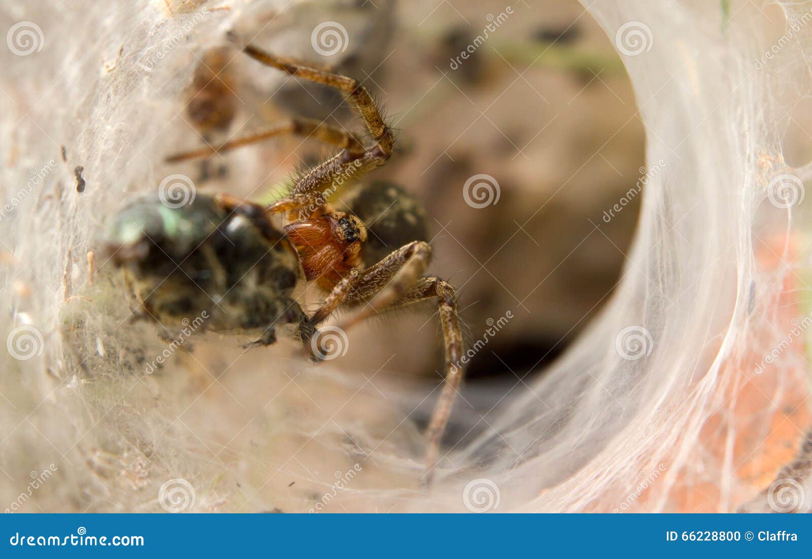 Spider and prey stock photo. Image of catching, animal - 66228800