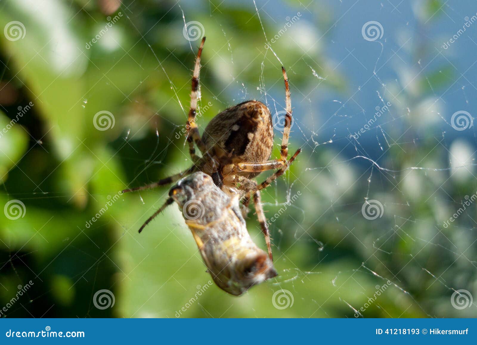 Spider with prey stock image. Image of grid, spider, nature - 41218193