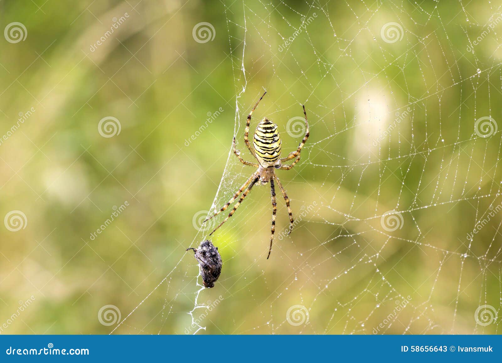 Spider with prey stock image. Image of catch, cross, hanging - 58656643