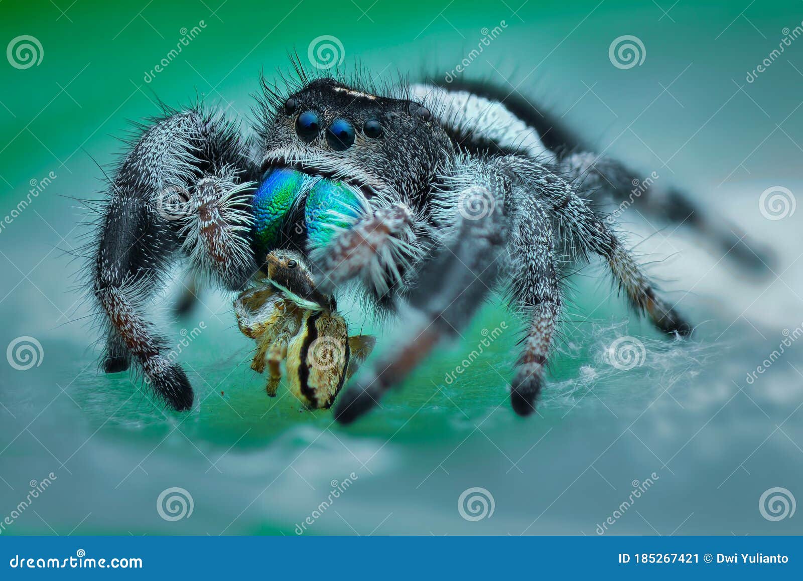 Spider prey in the garden stock image. Image of leaf - 185267421