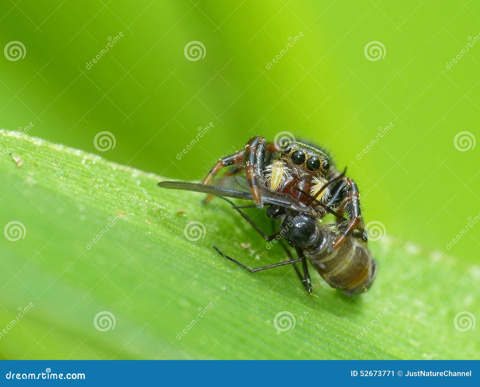 Spider with Prey Insect stock image. Image of happy, prey - 52673771
