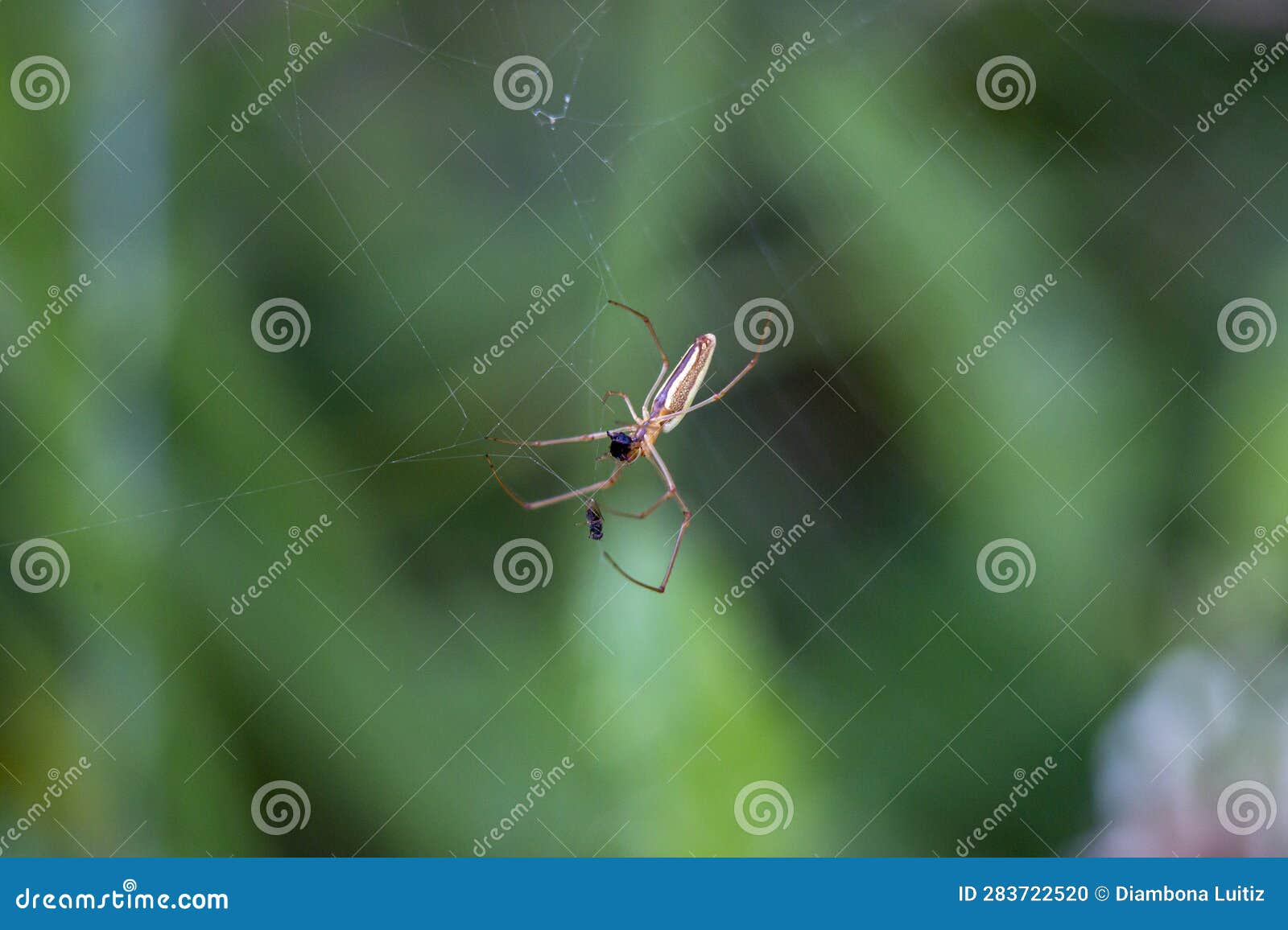 The spider and the prey stock photo. Image of moisture - 283722520