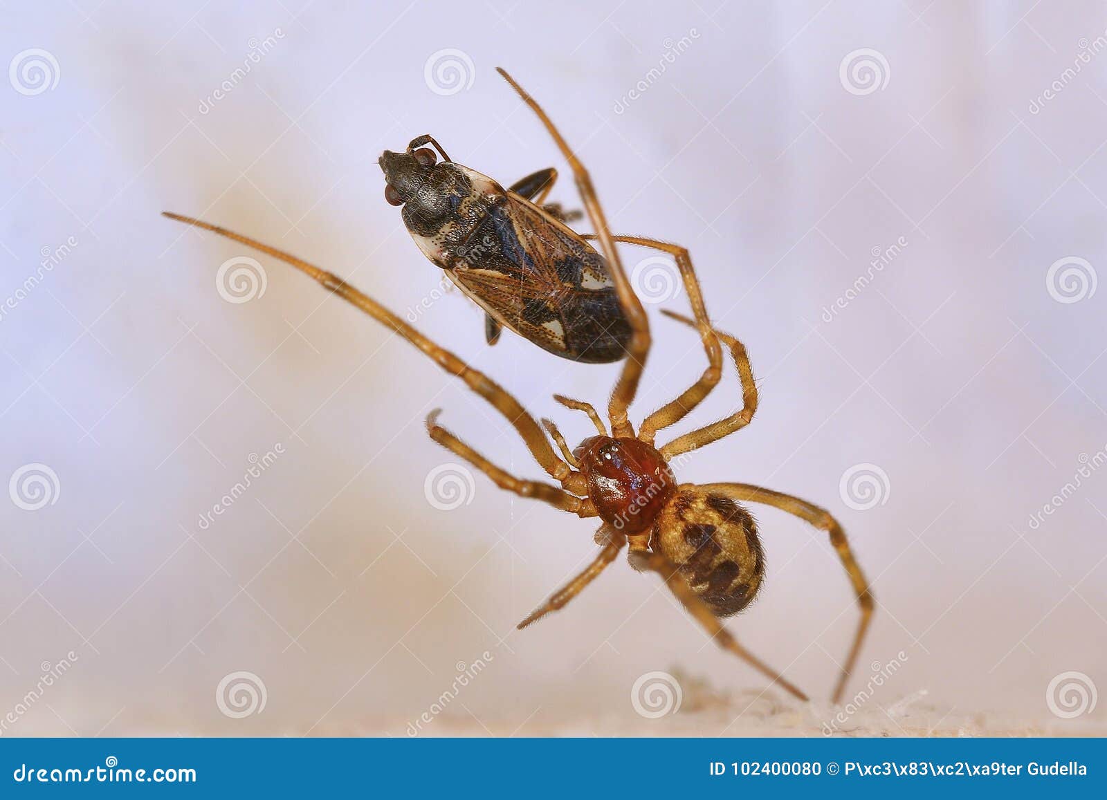 Spider and prey stock photo. Image of action, prey, dinner - 102400080