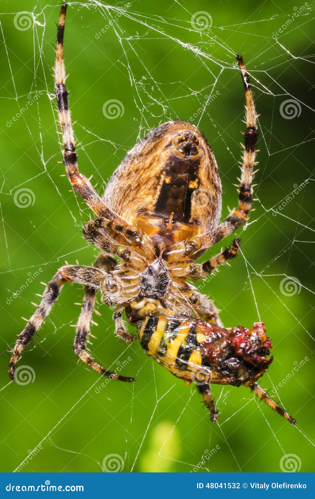Spider with prey stock photo. Image of invertebrate, arthropod - 48041532