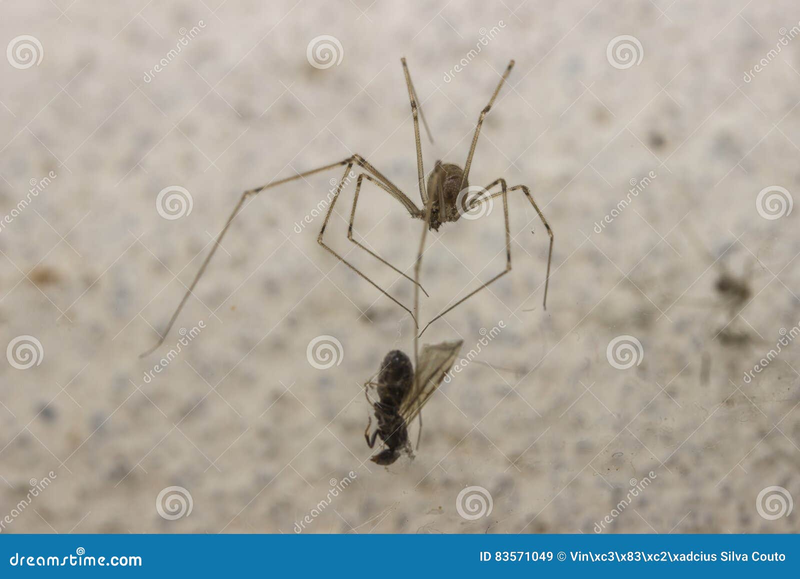 Spider preying an insect stock image. Image of eating - 83571049