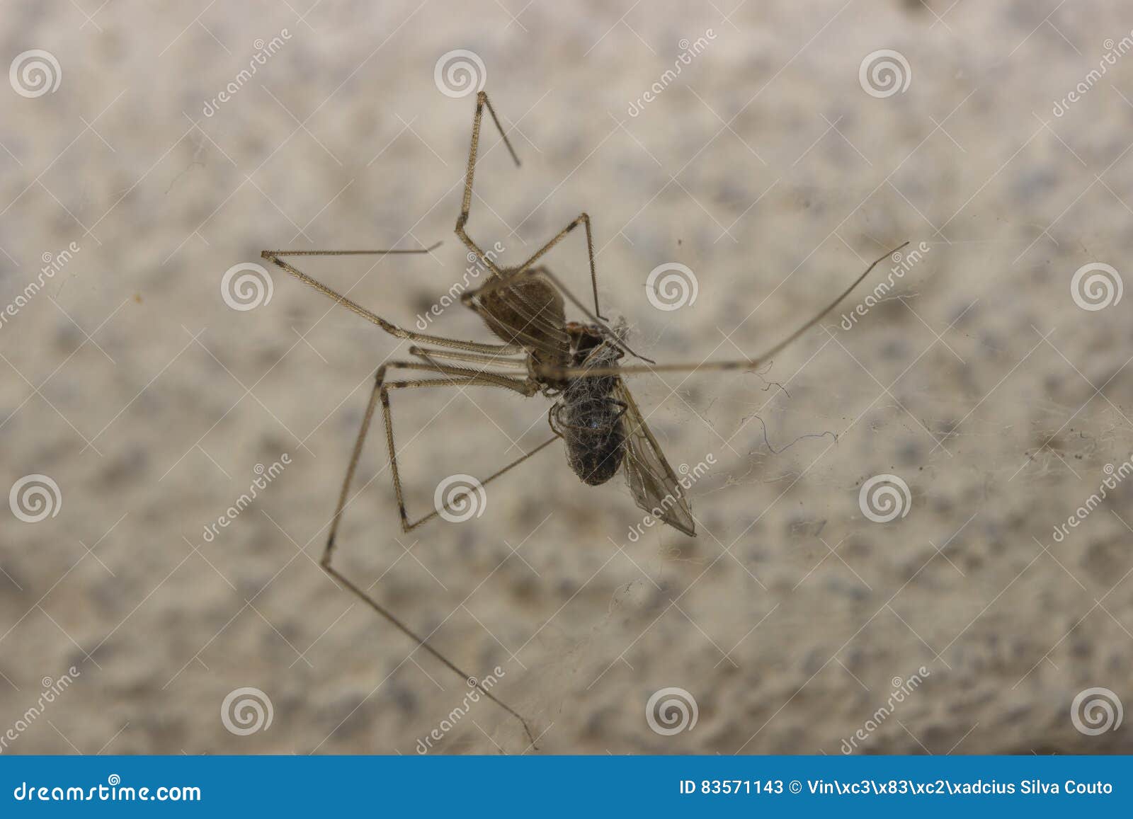 Spider preying an insect stock image. Image of taxonomy - 83571143