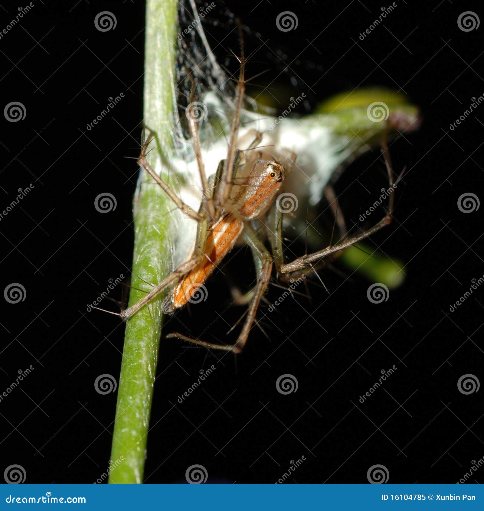 Spider protect egg case stock image. Image of case, insect - 16104785