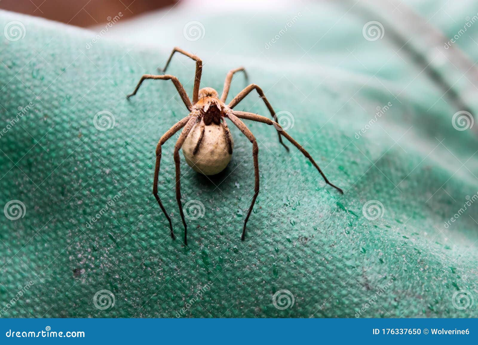 A Spider Protecting Its Cocoon with Eggs. Stock Photo - Image of ...