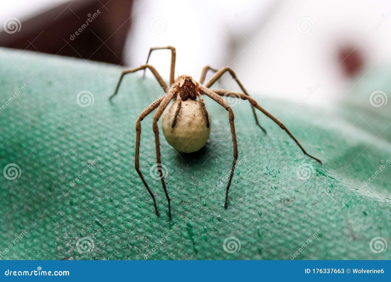 A Spider Protecting Its Cocoon with Eggs. Stock Image - Image of ...
