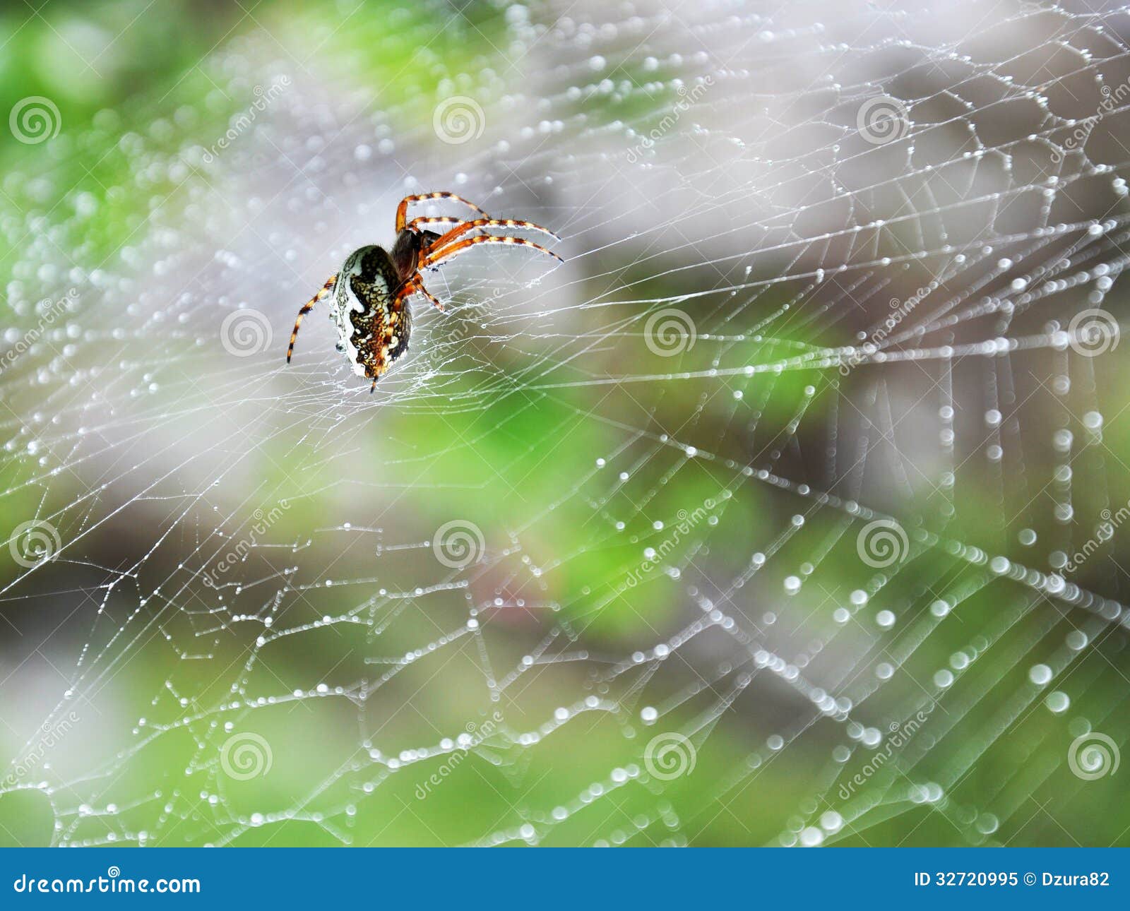 Spider after rain stock image. Image of fibre, arthropod - 32720995