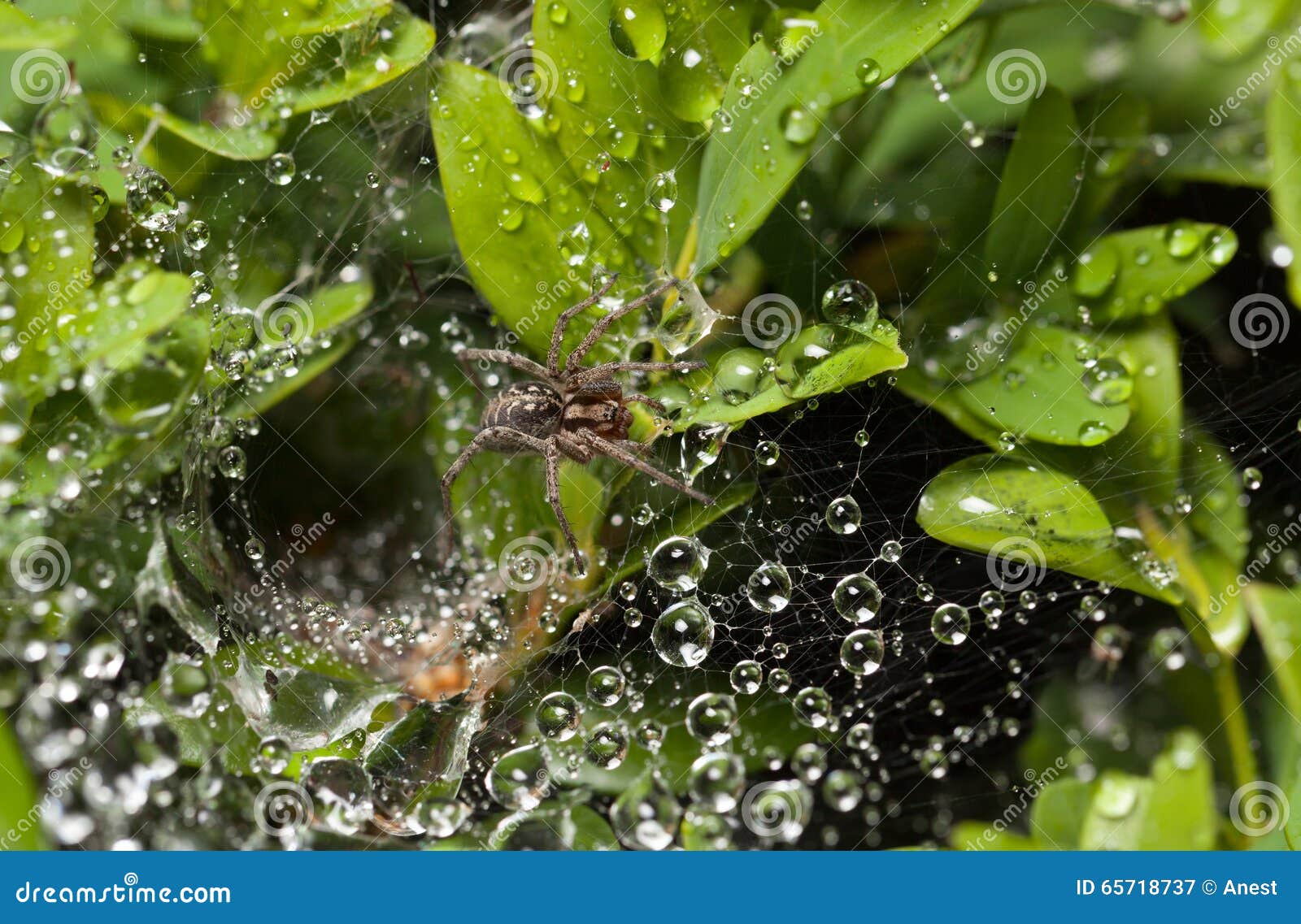Spider and Raindrops on Web Stock Image - Image of bush, foliage: 65718737