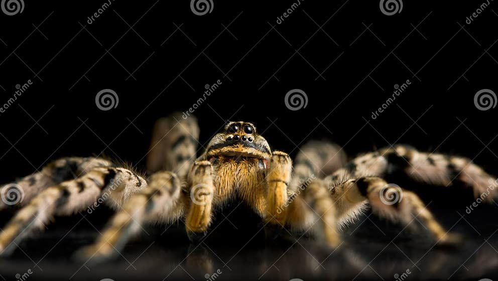 Spider ready for attack stock image. Image of macro, legs - 16002107