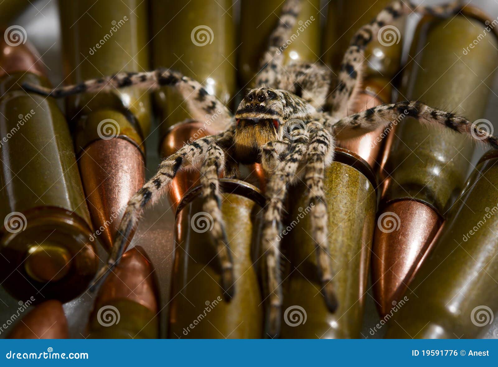 Spider Ready for Attack Over Military Munitions Stock Photo - Image of ...