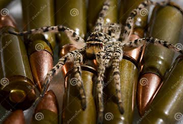 Spider Ready for Attack Over Military Munitions Stock Photo - Image of ...