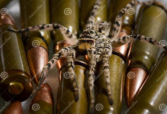 Spider Ready for Attack Over Military Munitions Stock Photo - Image of ...