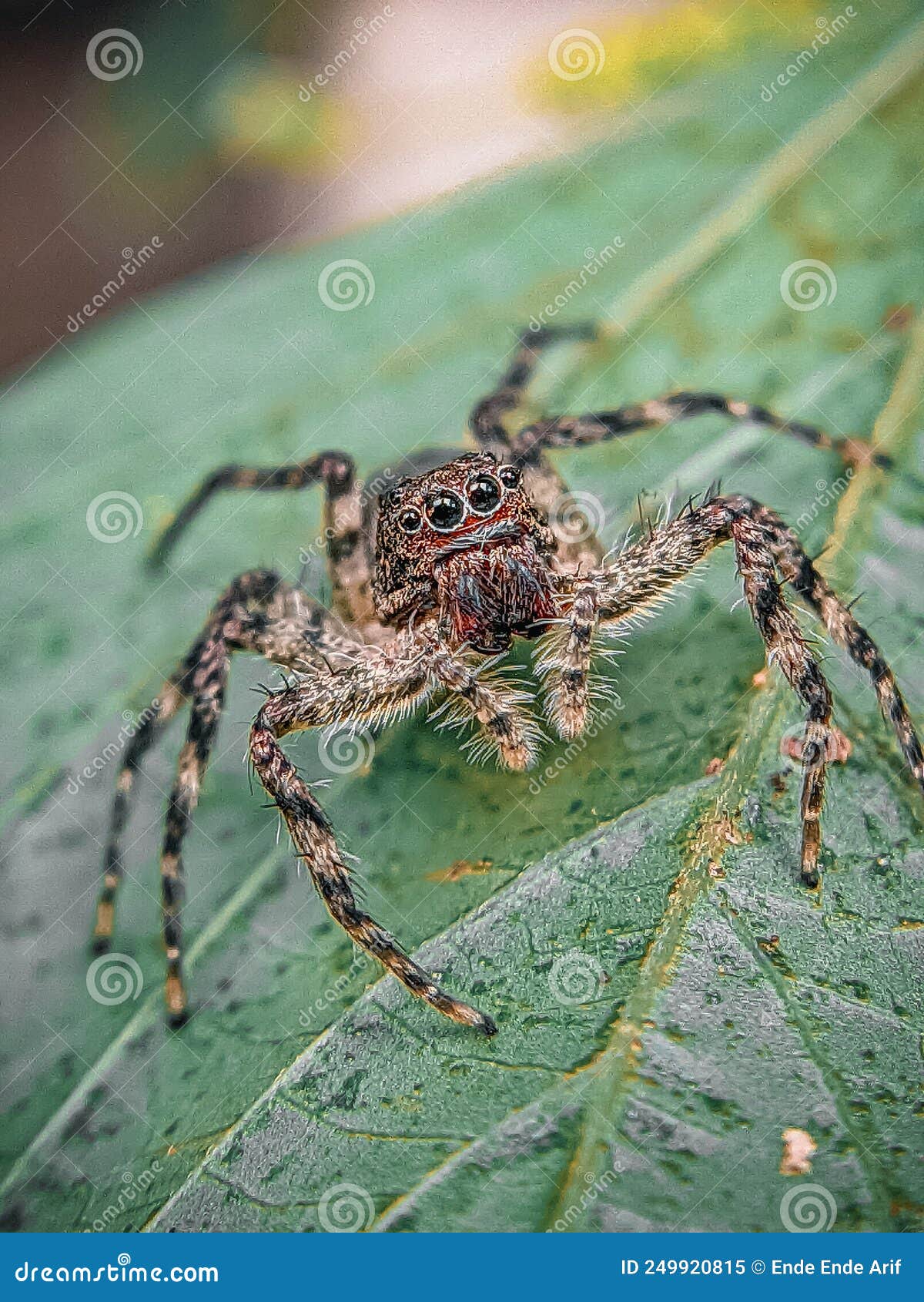 Spider ready to jump stock image. Image of pest, ready - 249920815