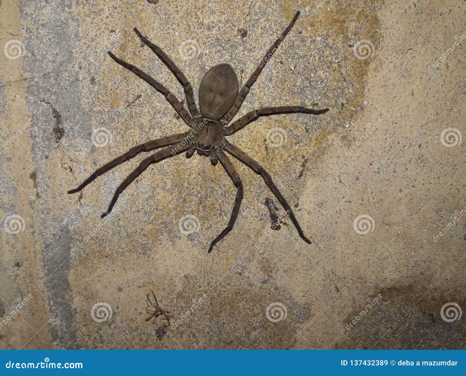 Spider stock image. Image of spider, nice, real, debs - 137432389