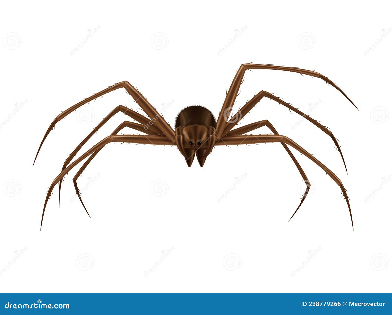 Spider Realistic Illustration Stock Vector - Illustration of realism ...