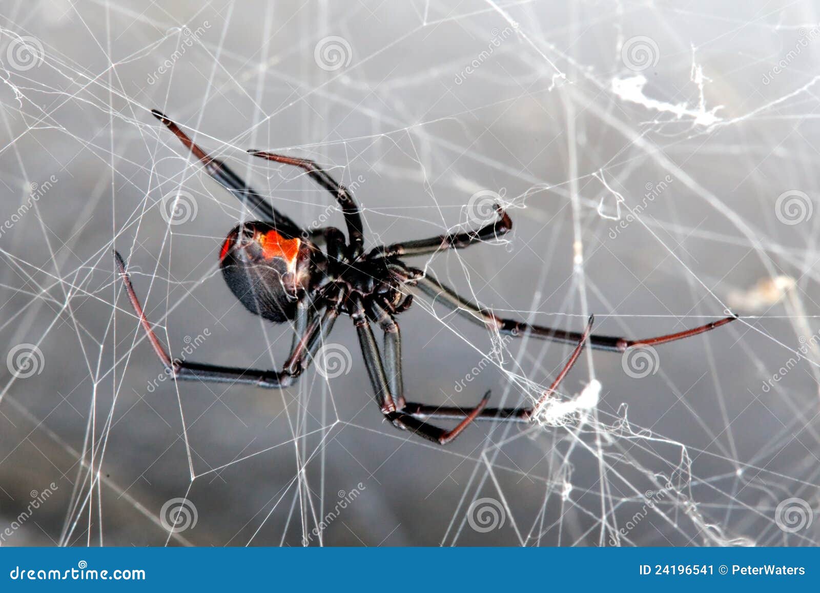 Spider, Red-back, Lacrodectus Hasselti Stock Image - Image of bite ...
