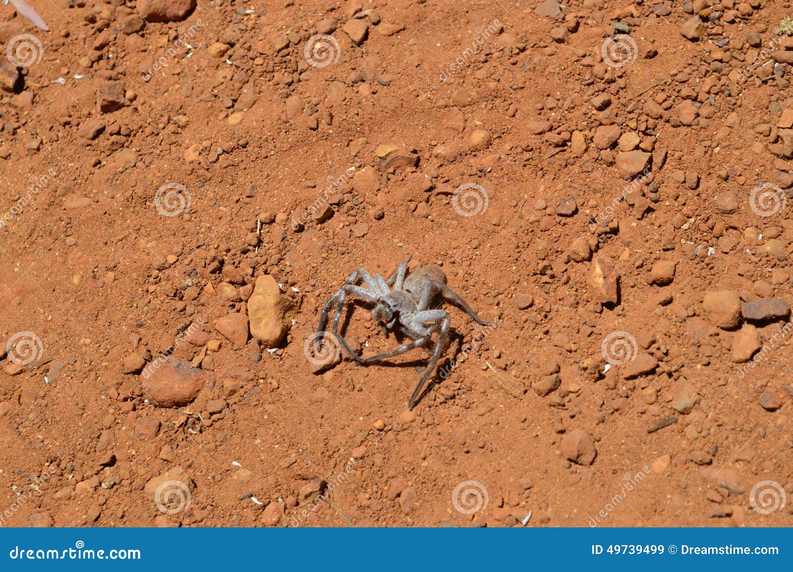 Spider stock image. Image of lazy, quality, rocks, dirt - 49739499