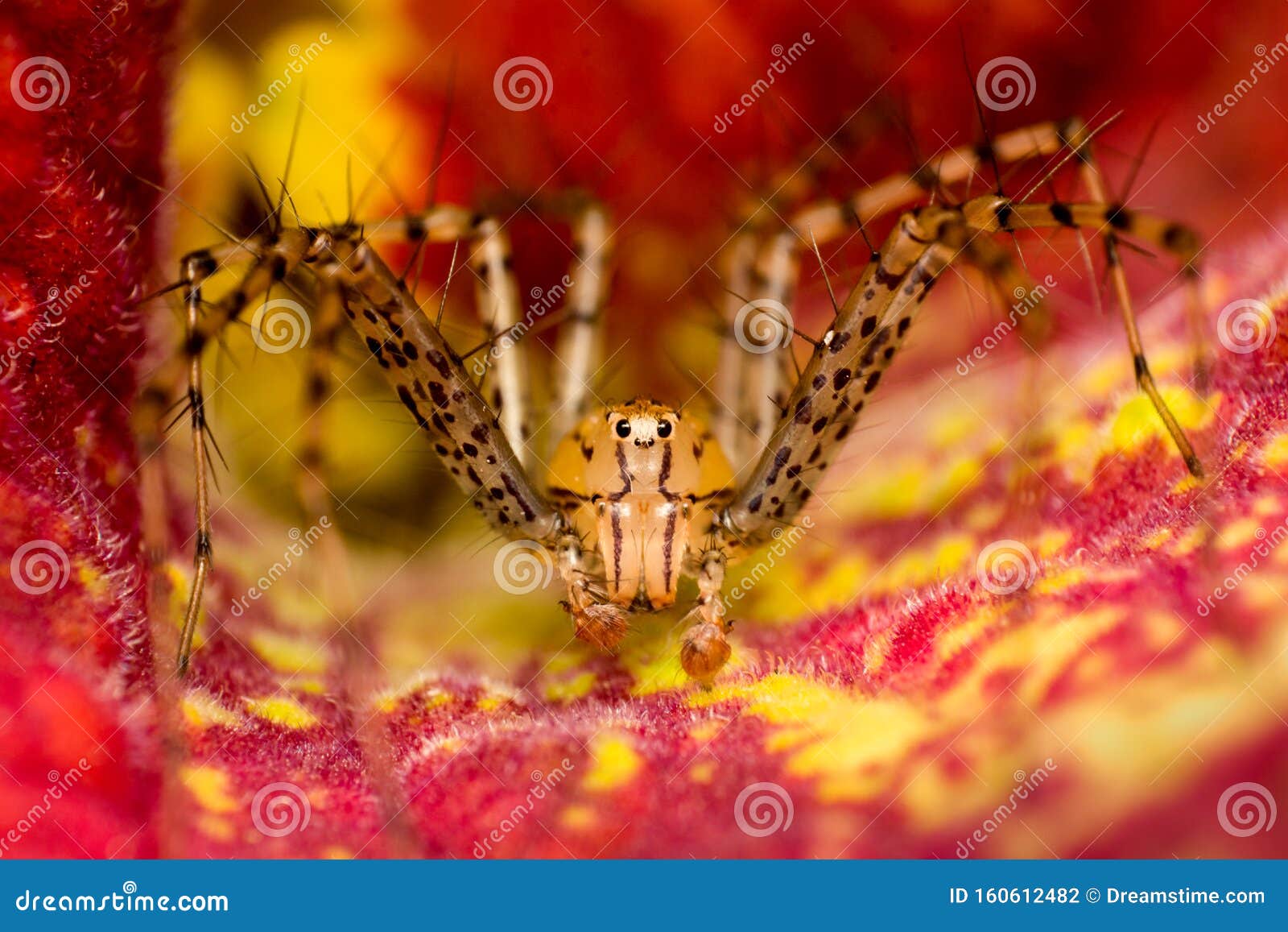 Spider in red flower stock photo. Image of amarillo - 160612482