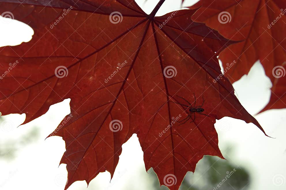 Spider at red maple leaf stock photo. Image of background - 84587360