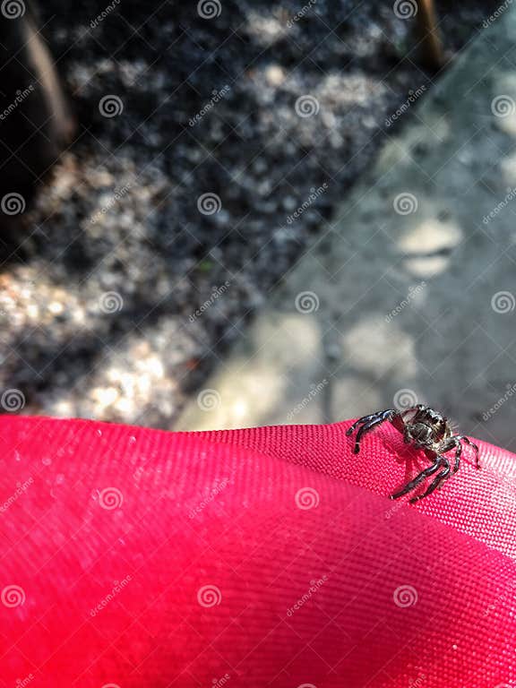 Spider stock photo. Image of plane, animal, nature, spider - 91285114
