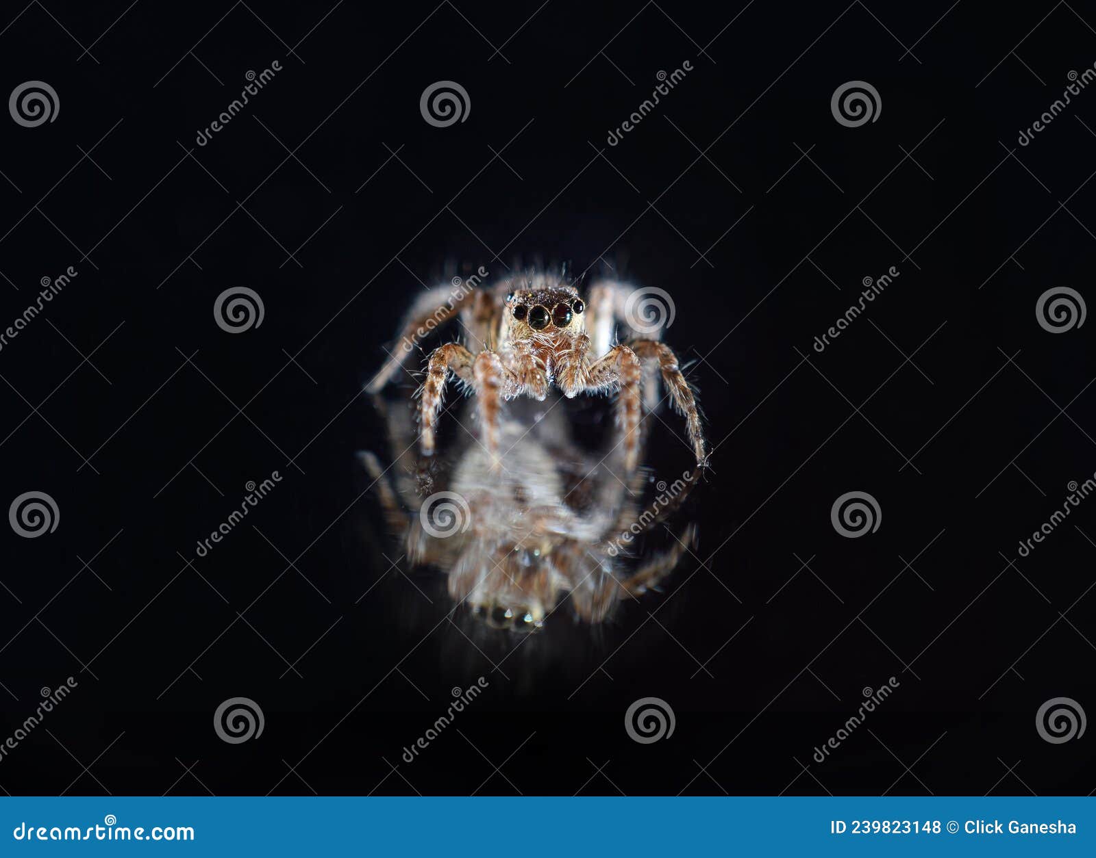 Spider with Reflection and Black Background and Facing Front Side Stock ...