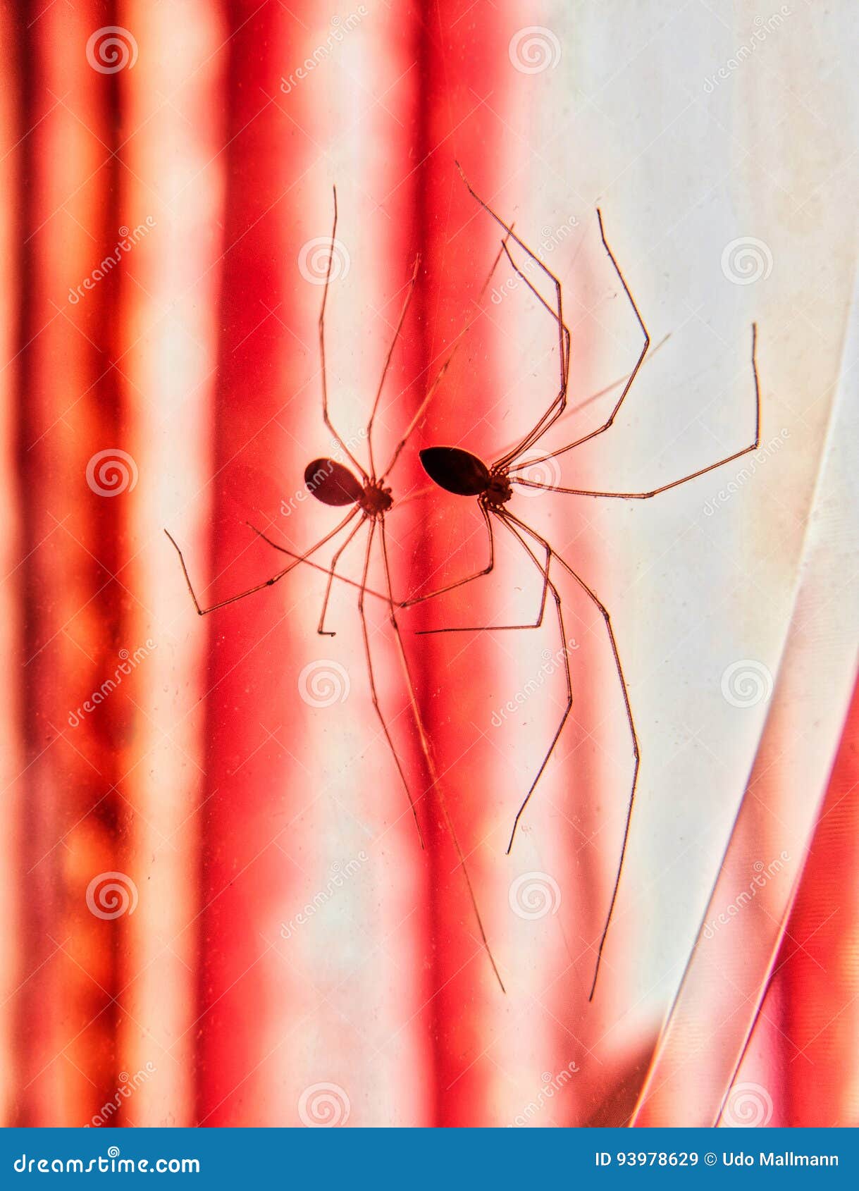 Spider reflection stock image. Image of mirror, person - 93978629