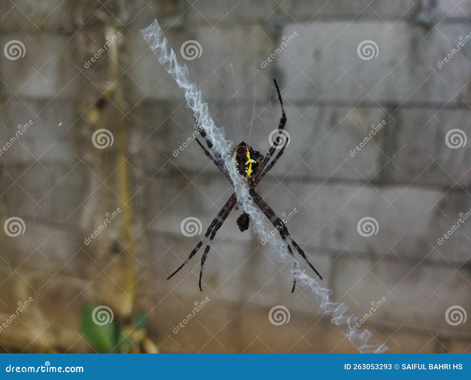 The Spider is Relaxing in Its Nest Stock Image - Image of wildlife ...