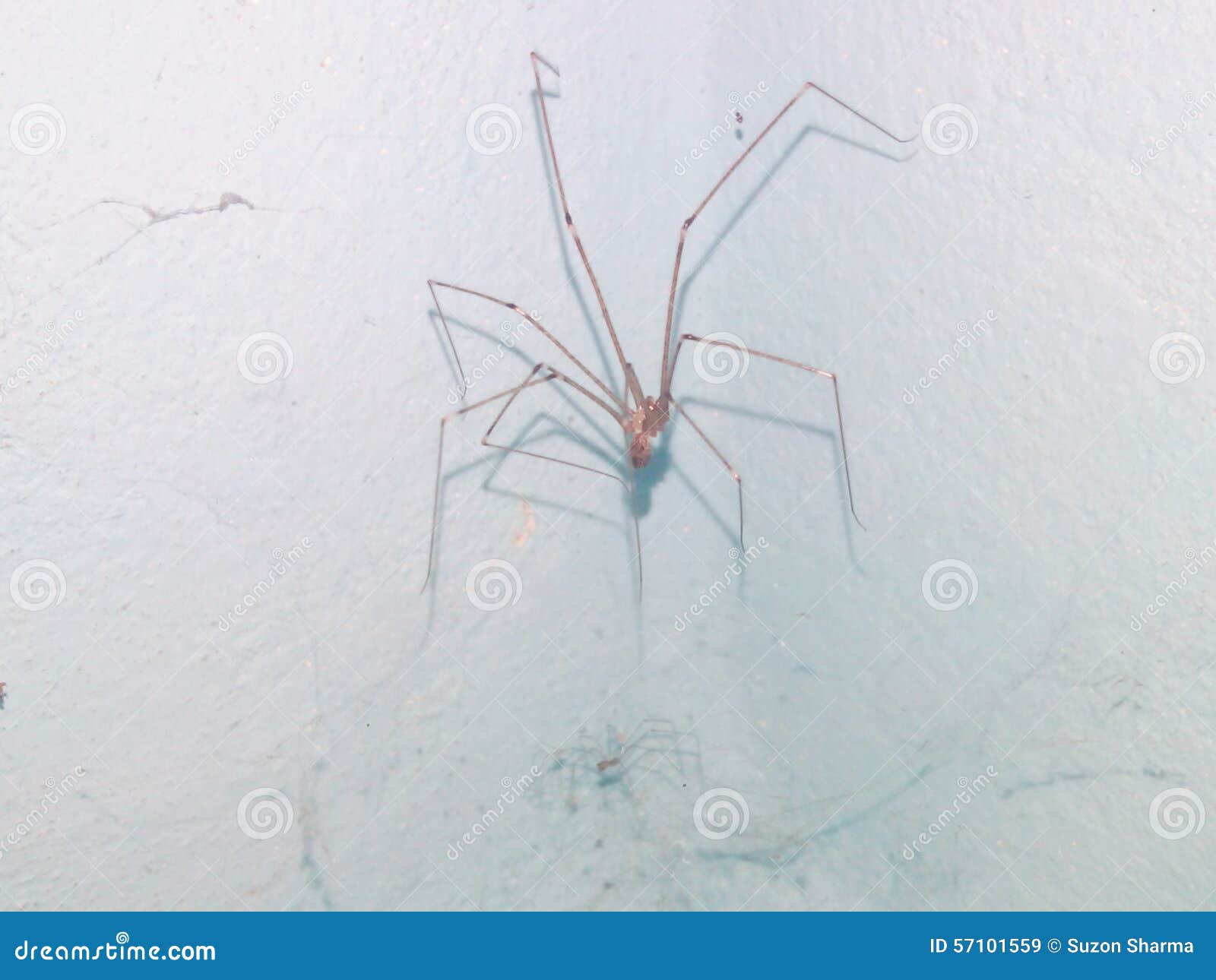 Spider stock image. Image of spider, repair, rebuild - 57101559