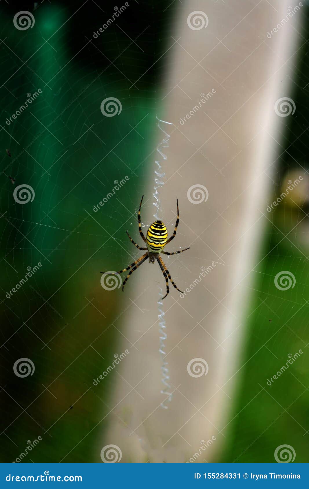 A Spider is Repairing a Torn Web. Latka on the Web. Stock Image - Image ...