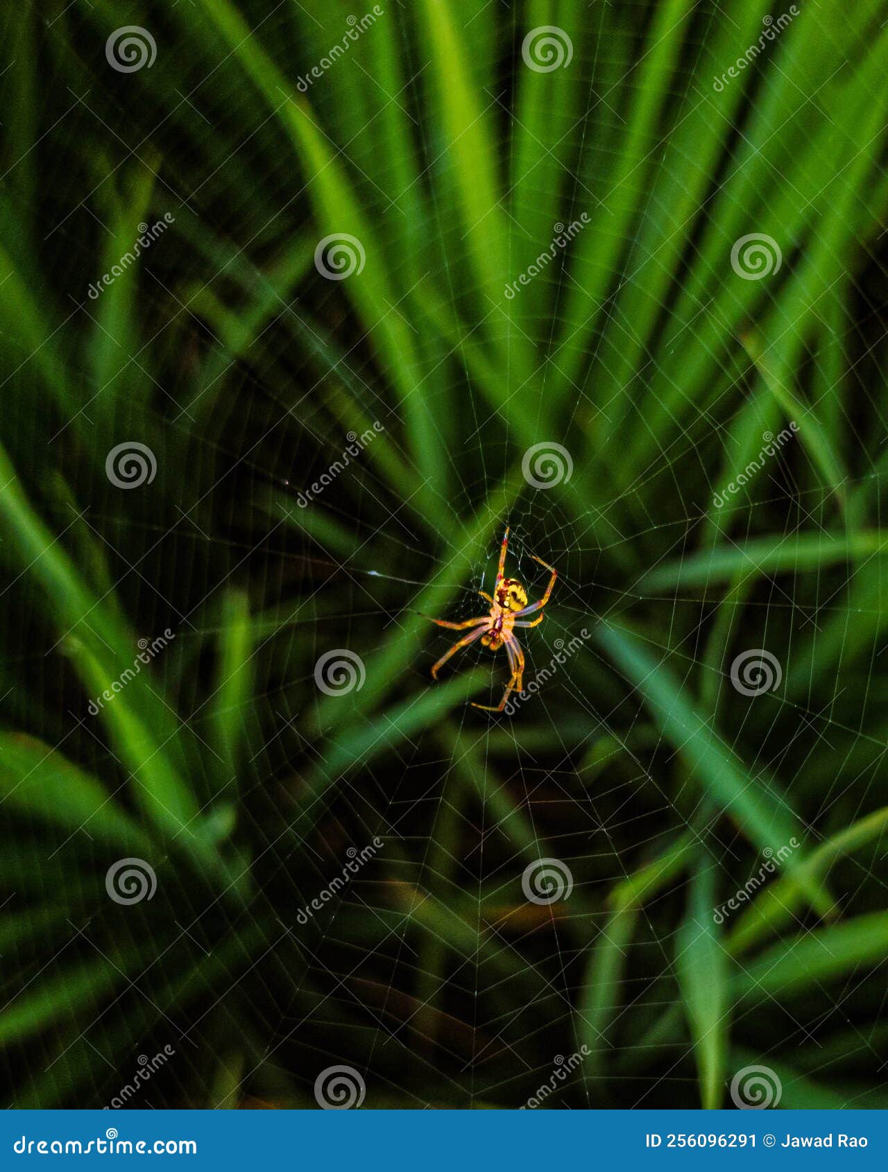 Spider stock image. Image of spider, green, field, rice - 256096291