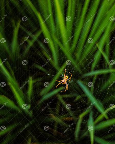 Spider stock image. Image of spider, green, field, rice - 256096291