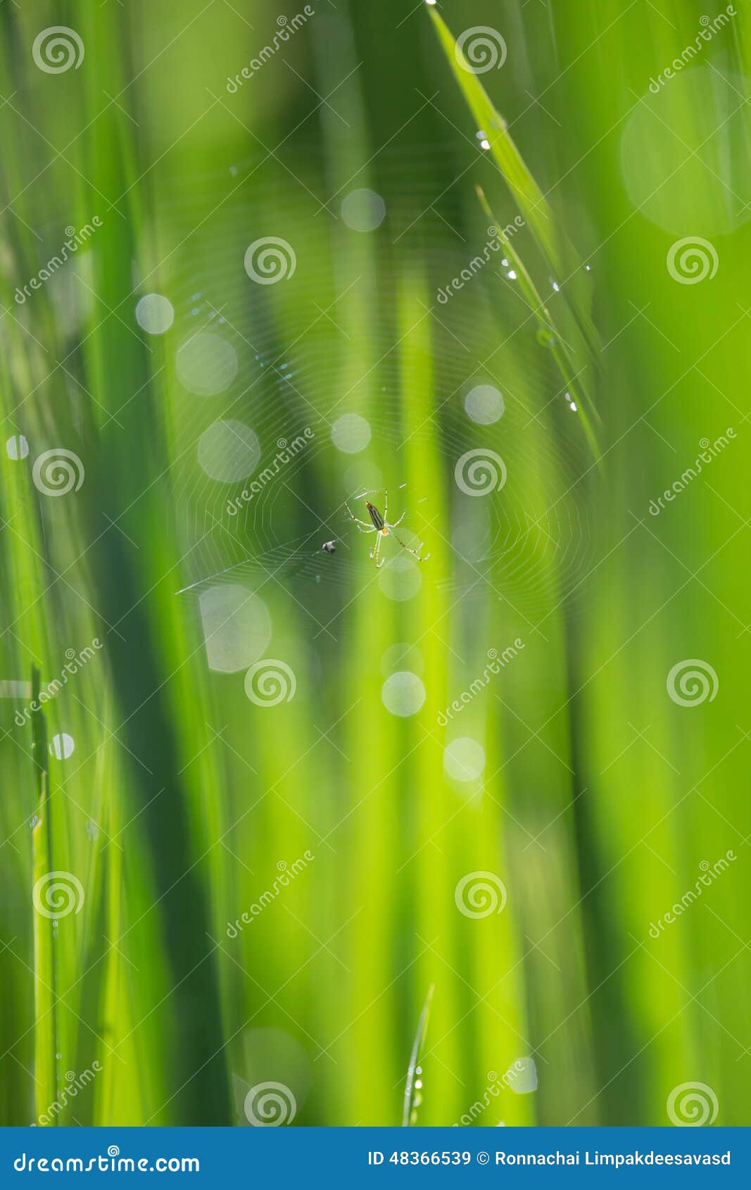 Spider on Rice field stock image. Image of landscape - 48366539