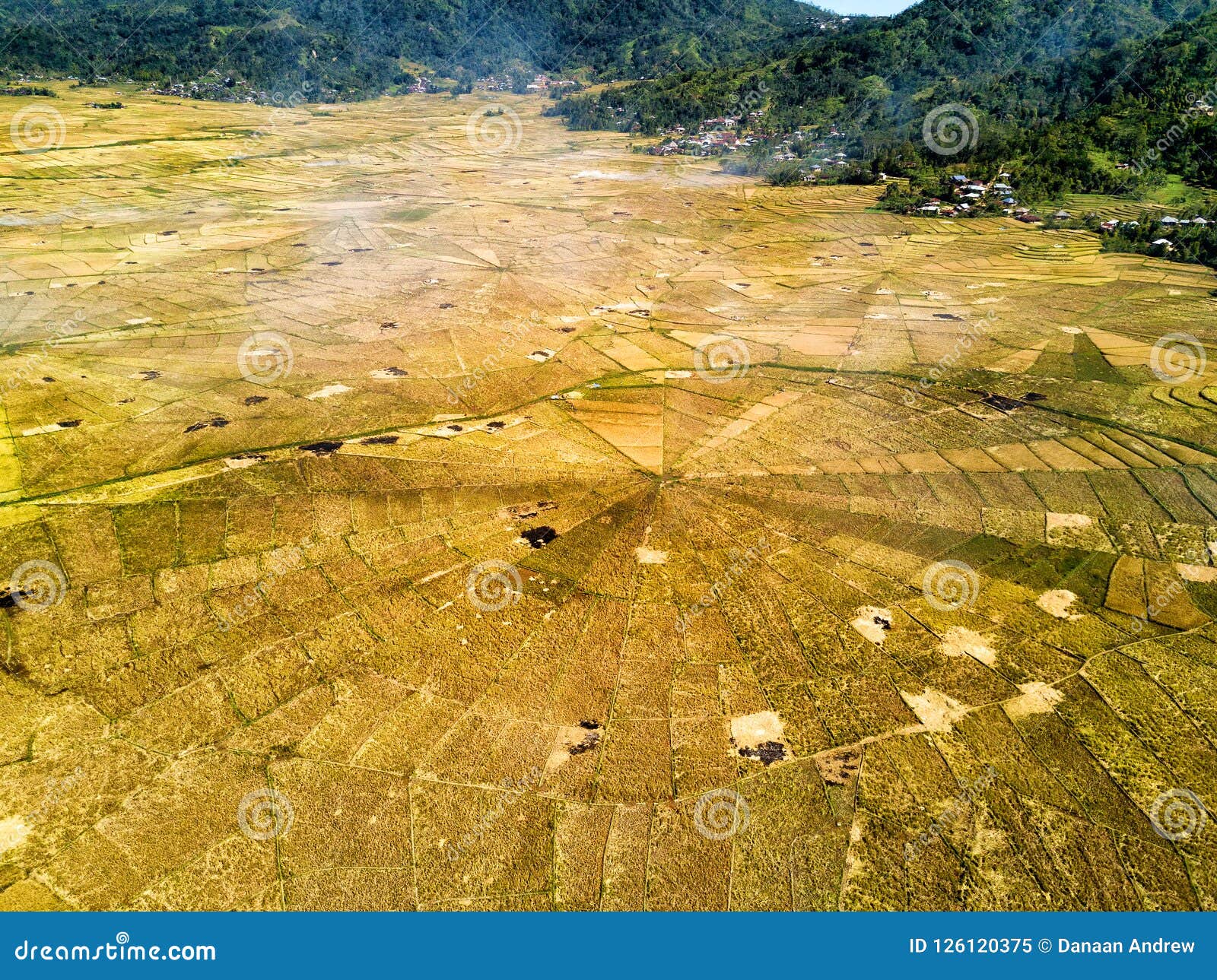 Spider Rice Fields stock image. Image of landscape, green - 126120375
