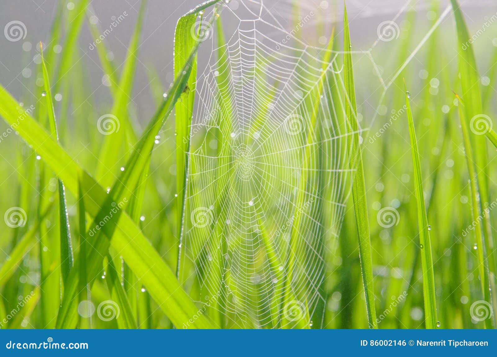 Spider Web Rice Paddy Field Stock Photo | CartoonDealer.com #36904896