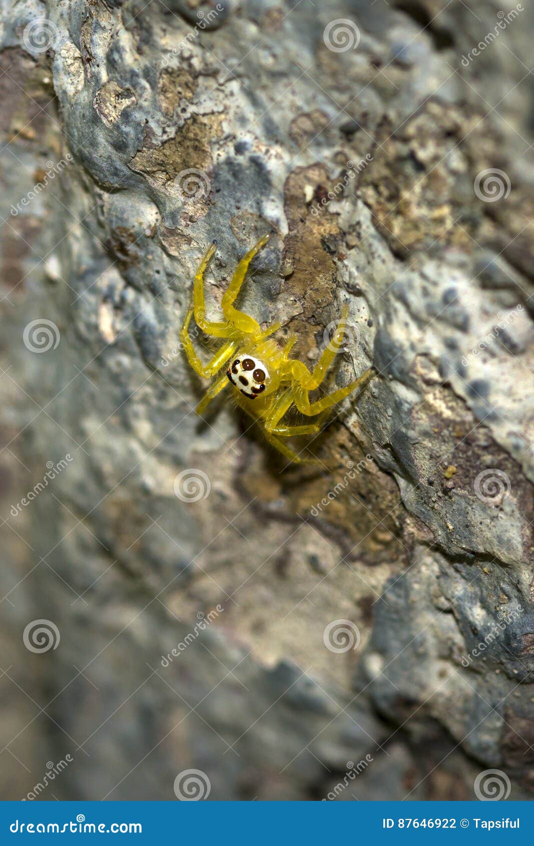 Spider on rock stock photo. Image of little, arthropod - 87646922