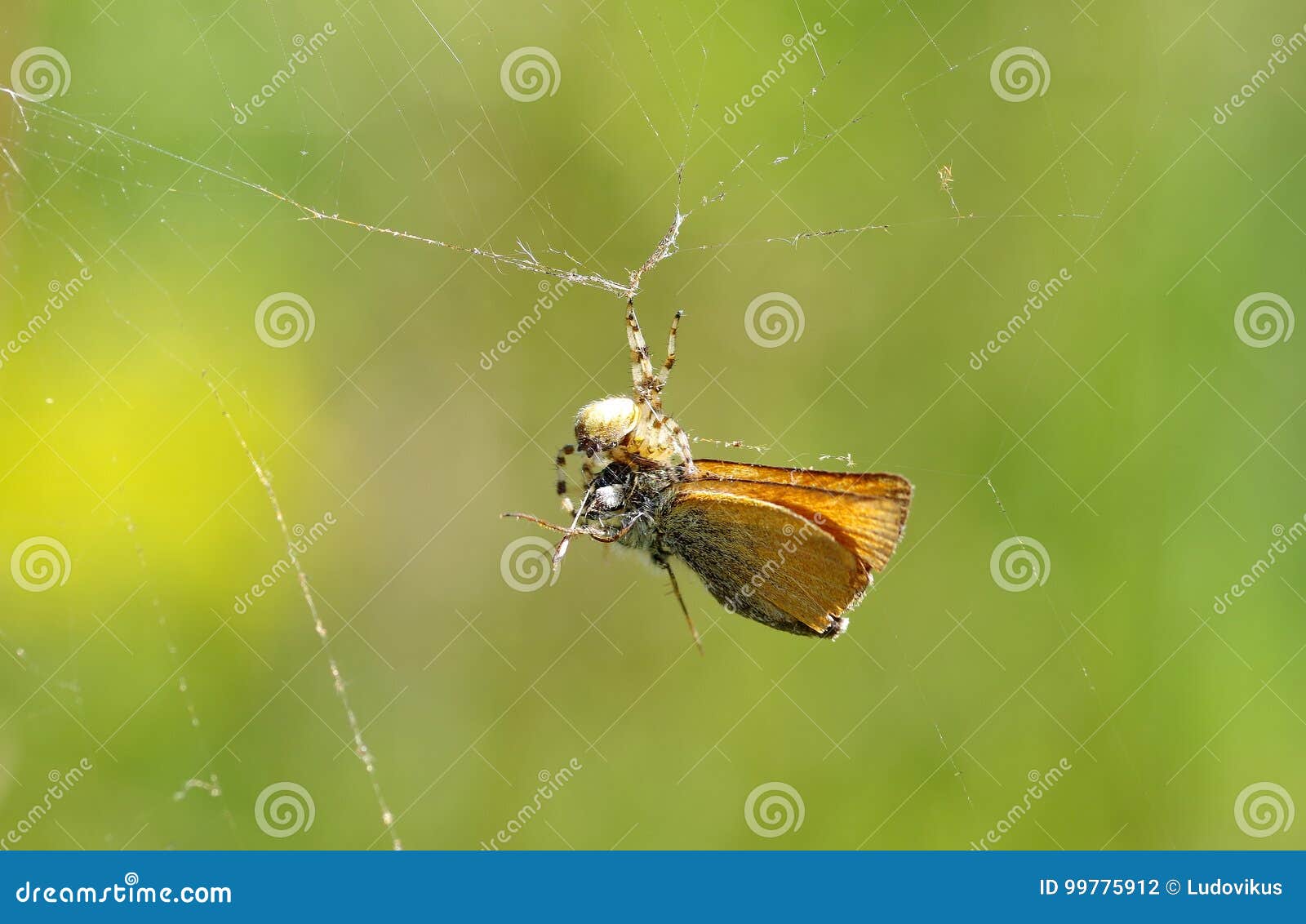 Butterfly in a Spider`s Web Stock Photo - Image of fauna, plant: 99775912