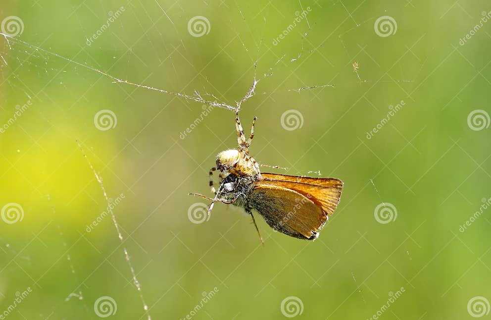 Butterfly in a Spider`s Web Stock Photo - Image of fauna, plant: 99775912