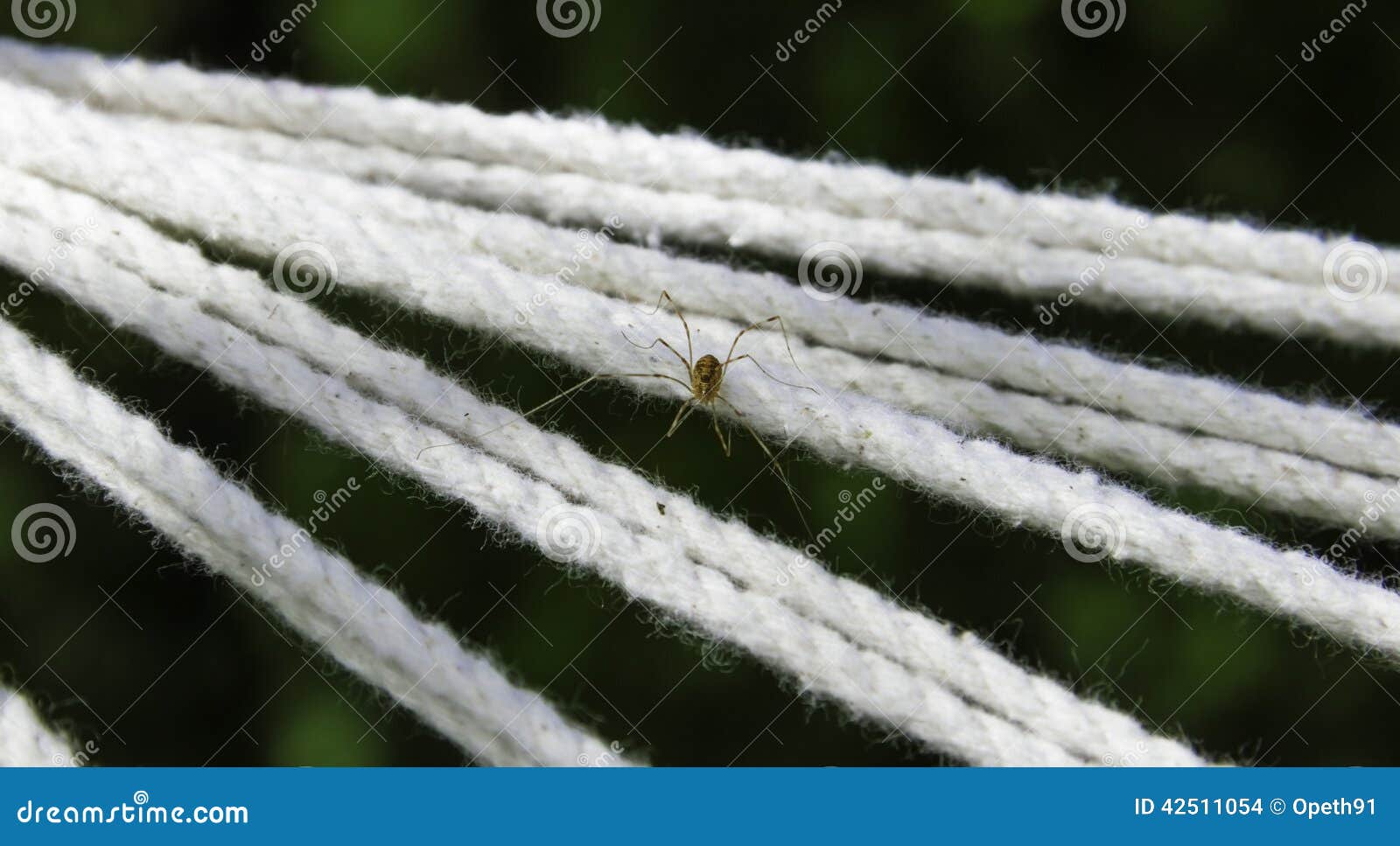Spider on ropes stock photo. Image of insect, spider - 42511054