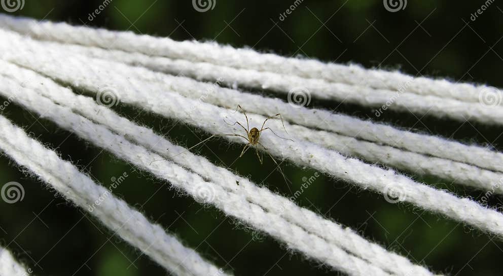 Spider on ropes stock photo. Image of insect, spider - 42511054